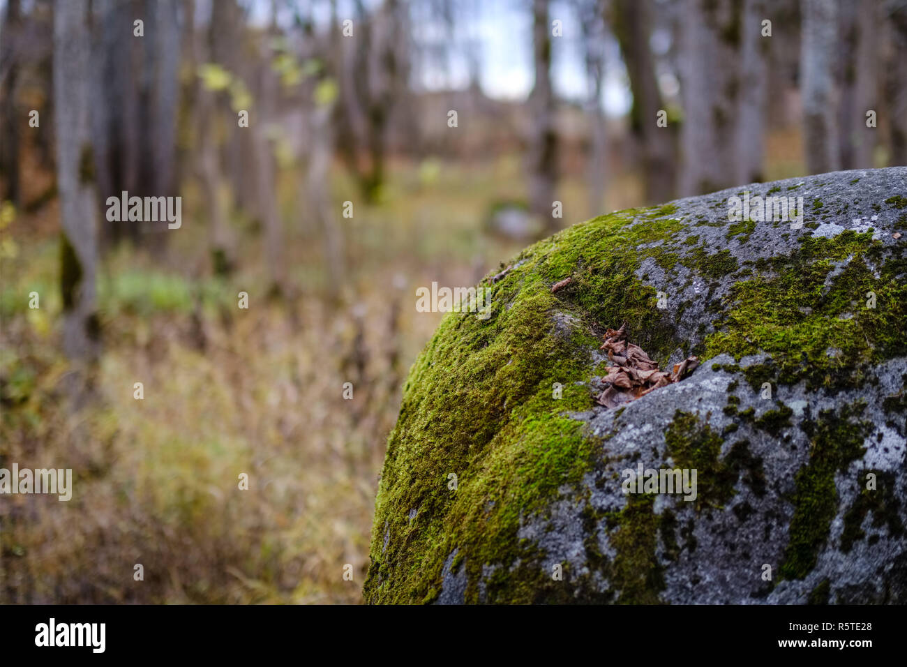 large granite rock single in nature environment isolated from other ...