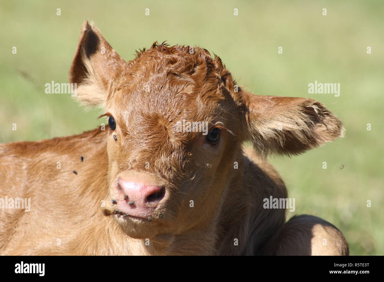 Kuhnase hi-res stock photography and images - Alamy