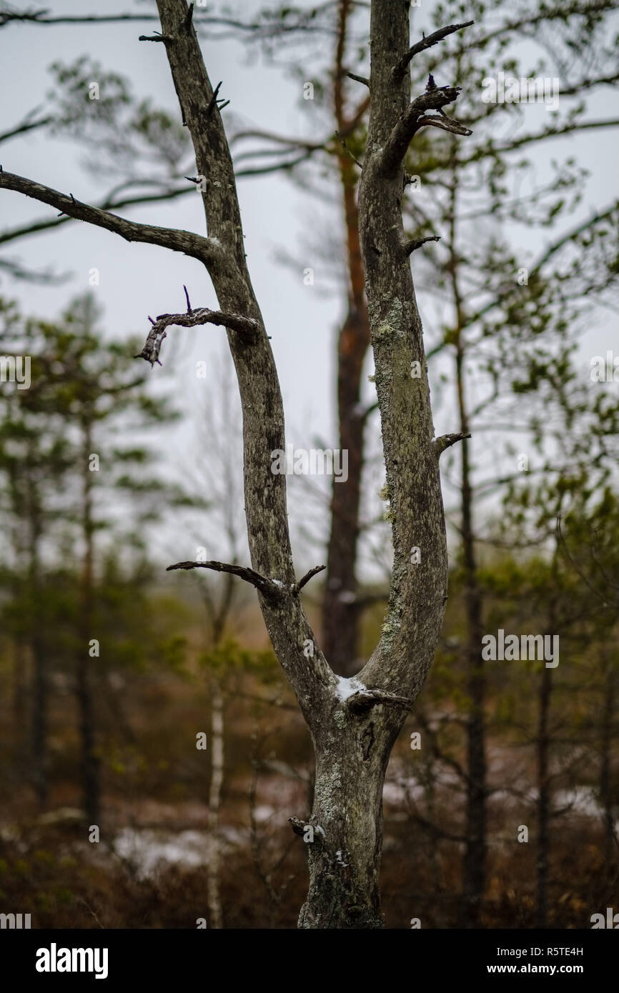 single isolated large big tree in nature environment with huge trunk ...