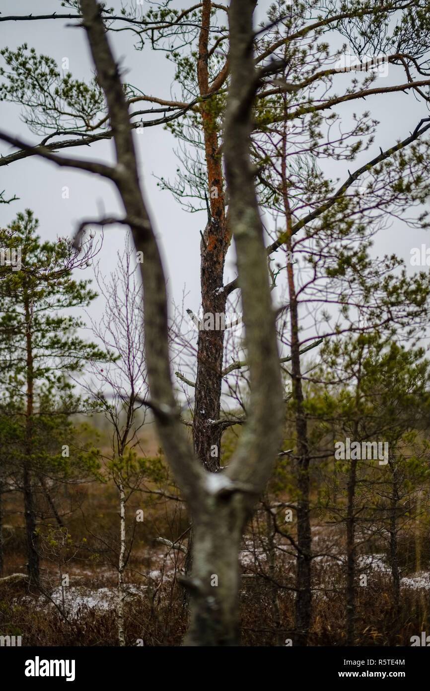 single isolated large big tree in nature environment with huge trunk ...