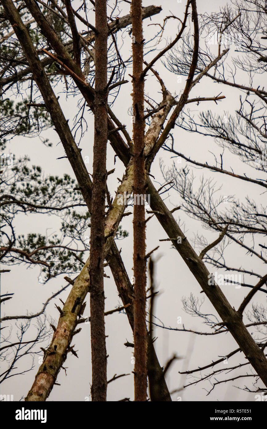 forest details with tree trunks and green foliage in summer. texture ...