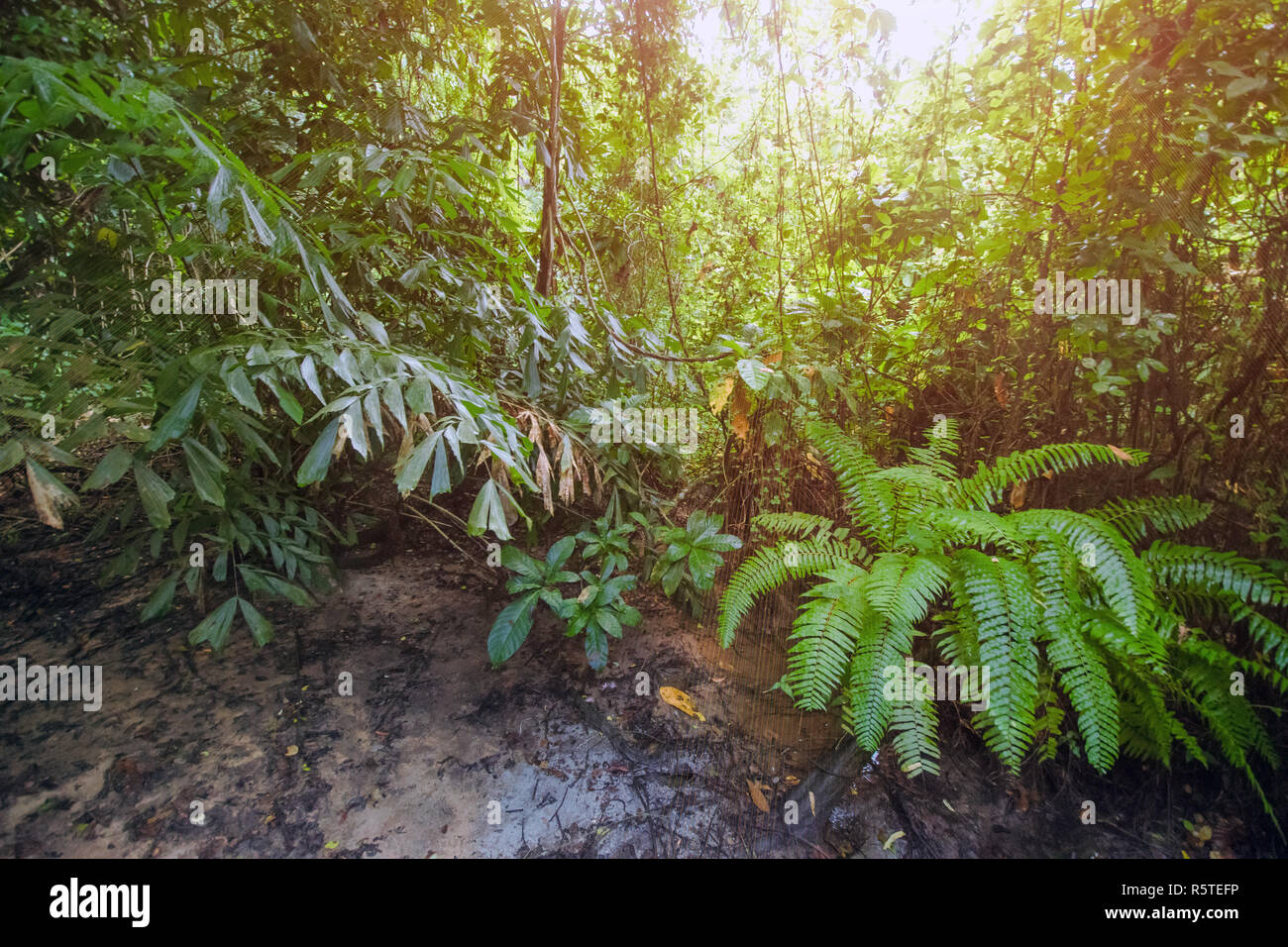 Jungle forest nature background Stock Photo - Alamy