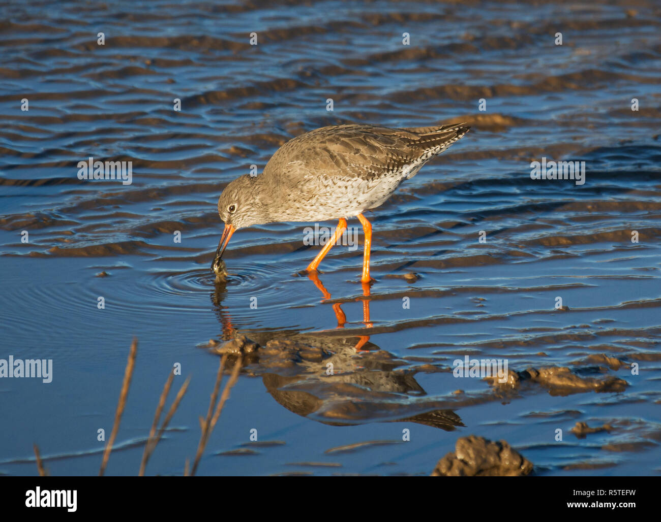 Redshank, Tringa totanus, with crab in wet sand, Morecambe Bay ...