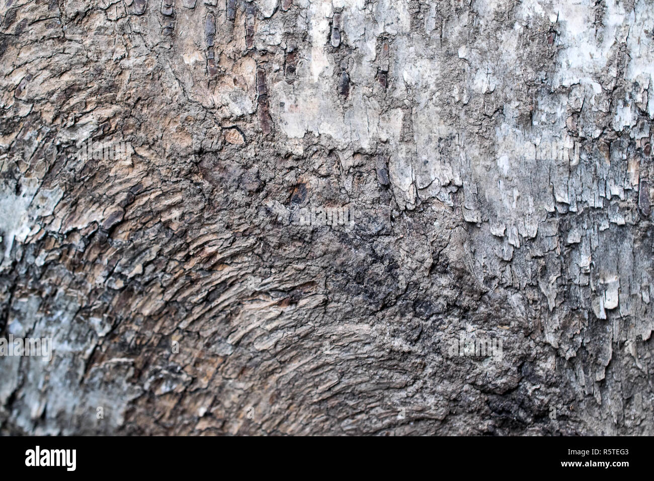 Rustic bark tree Stock Photo - Alamy