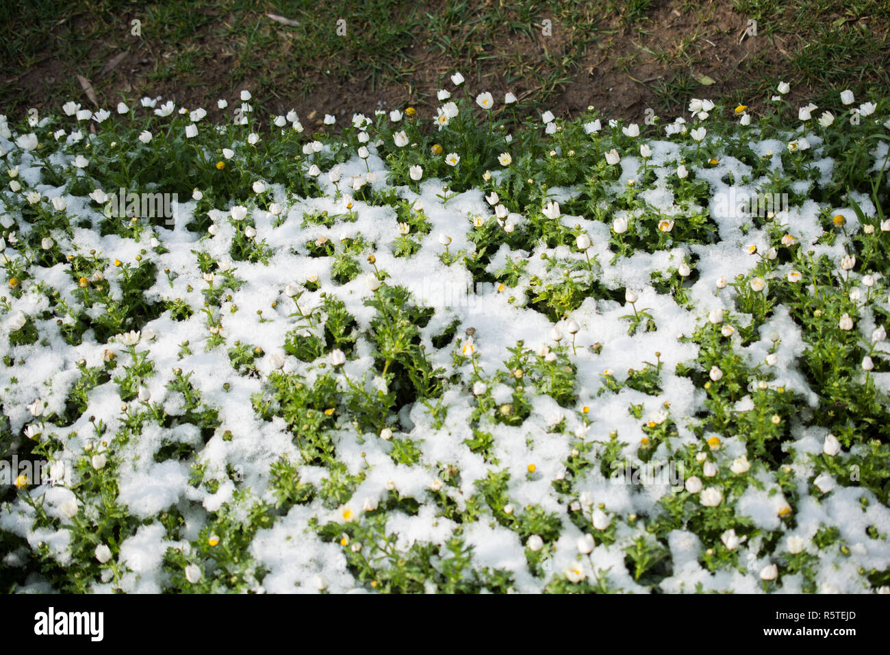 Early flowers oof the spring under snow in a garden Stock Photo - Alamy