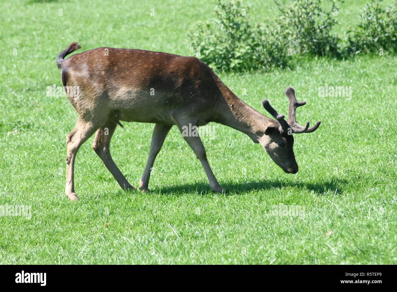 Deer bull hi-res stock photography and images - Alamy