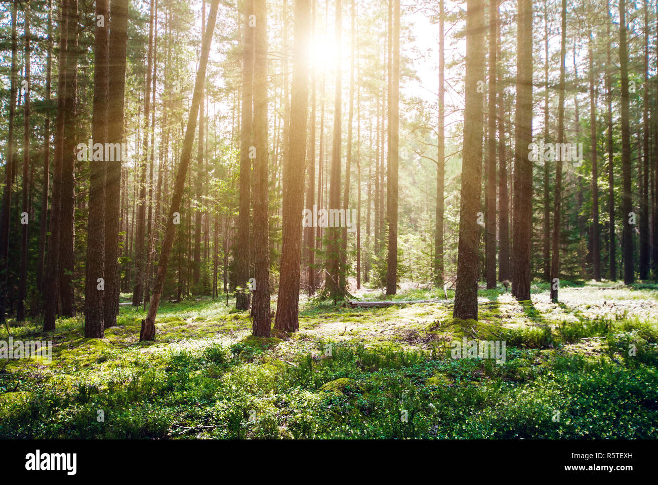 Wild trees in forest Stock Photo - Alamy