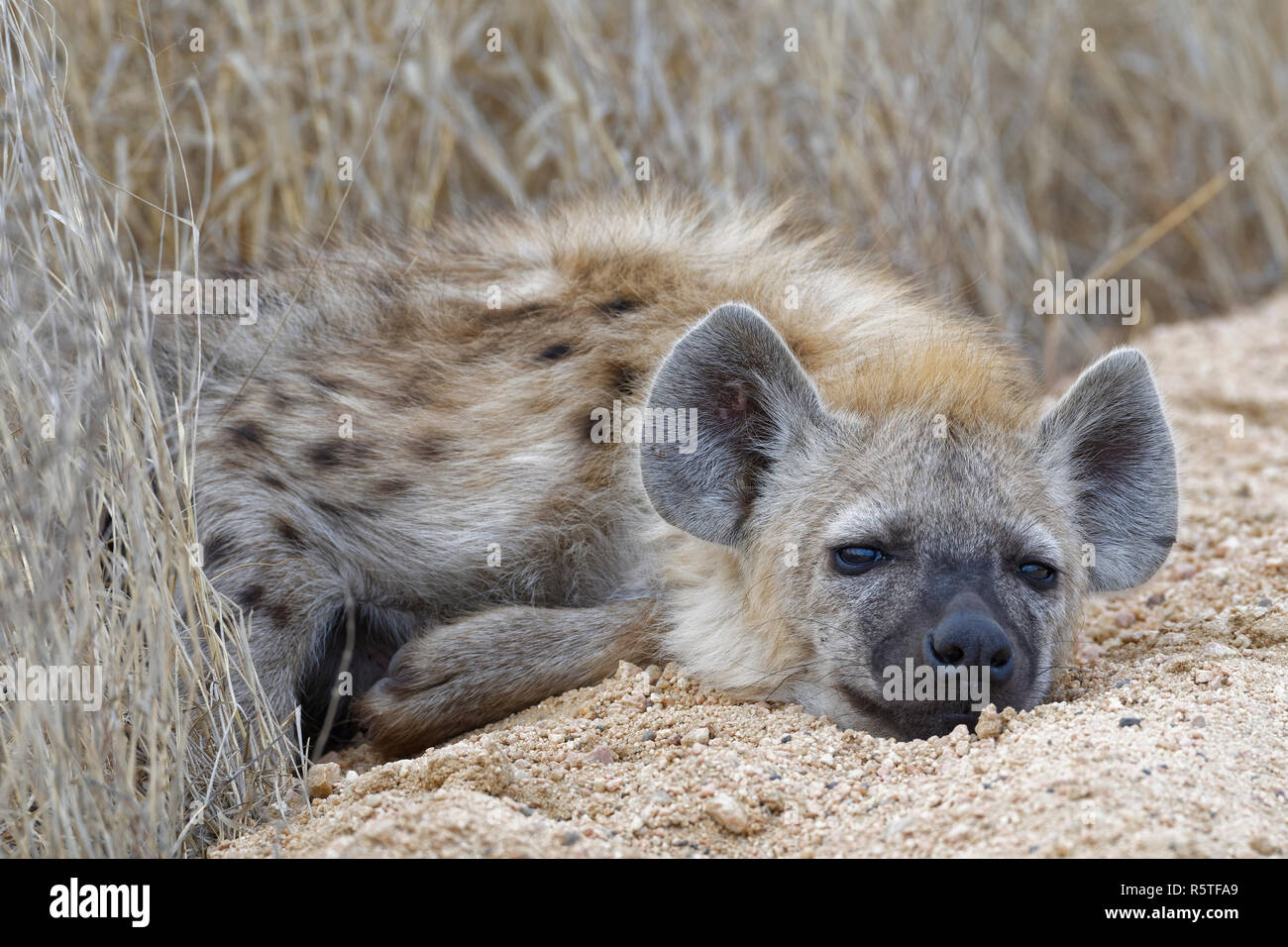Spotted hyena or Laughing hyena (Crocuta crocuta) cub, lying on the ...