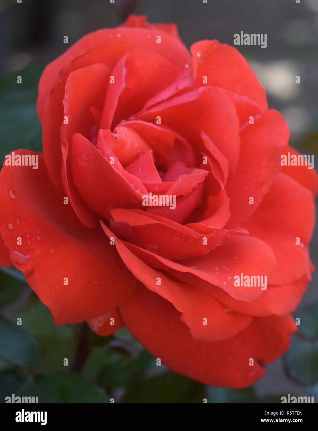 Rose rosa satchmo hi-res stock photography and images - Alamy