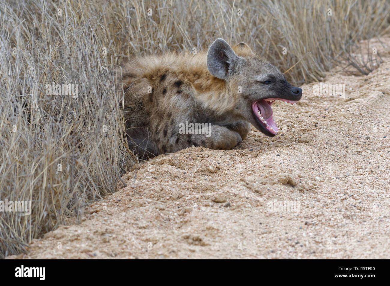 Spotted hyena yawning hi-res stock photography and images - Alamy