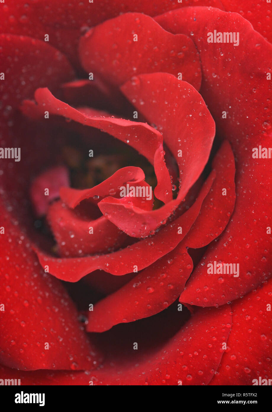 Red is best hi-res stock photography and images - Alamy