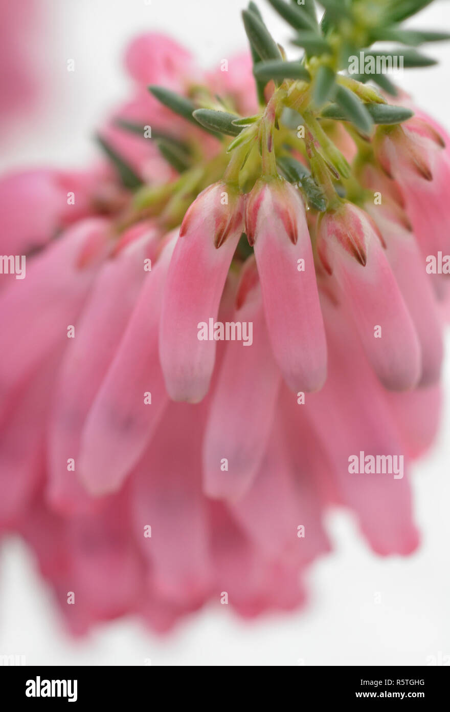 Erica mammosa-Pink-(Bridal Heather)-2 Stock Photo - Alamy