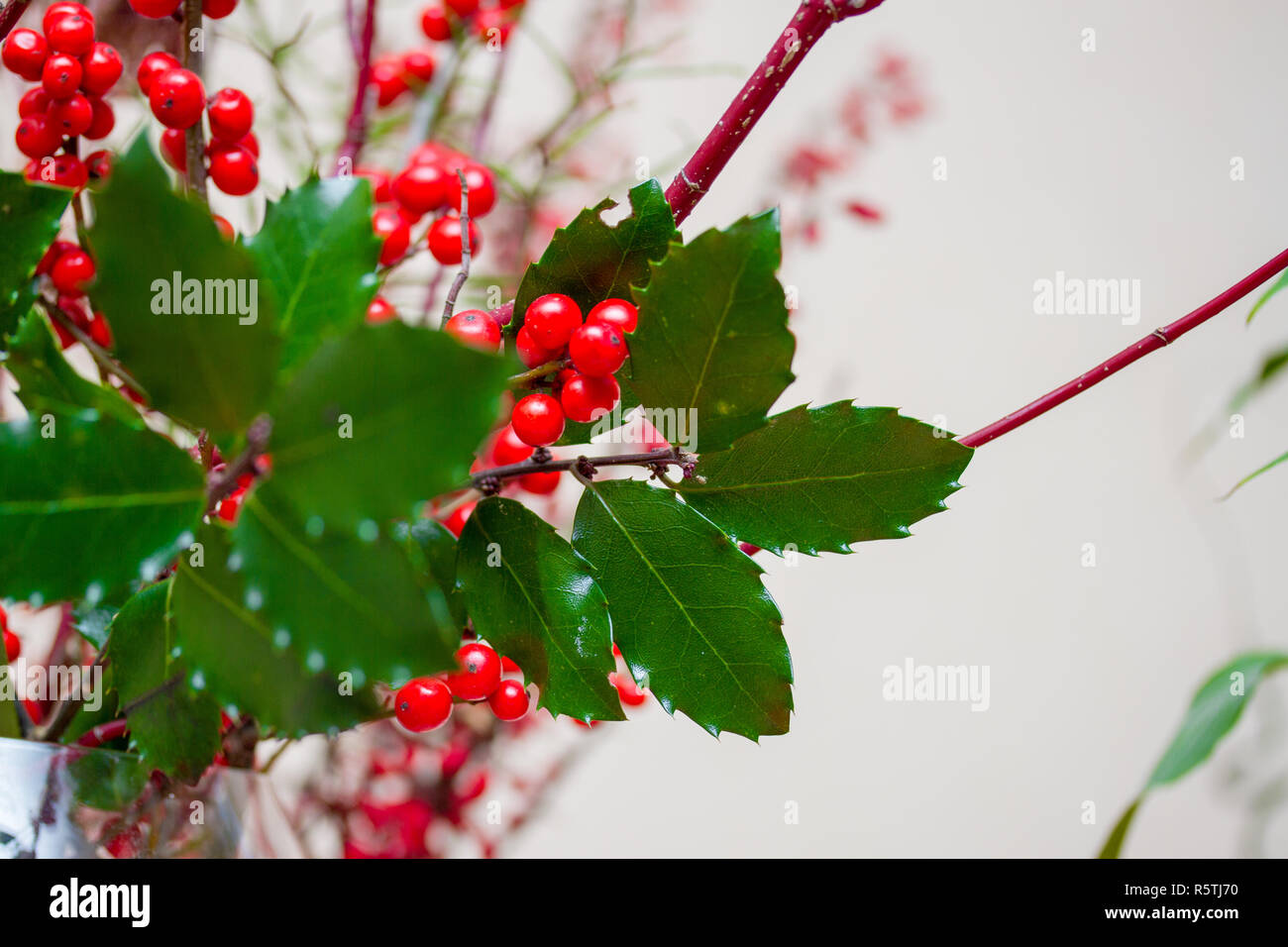 Mistletoe bush hi-res stock photography and images - Alamy