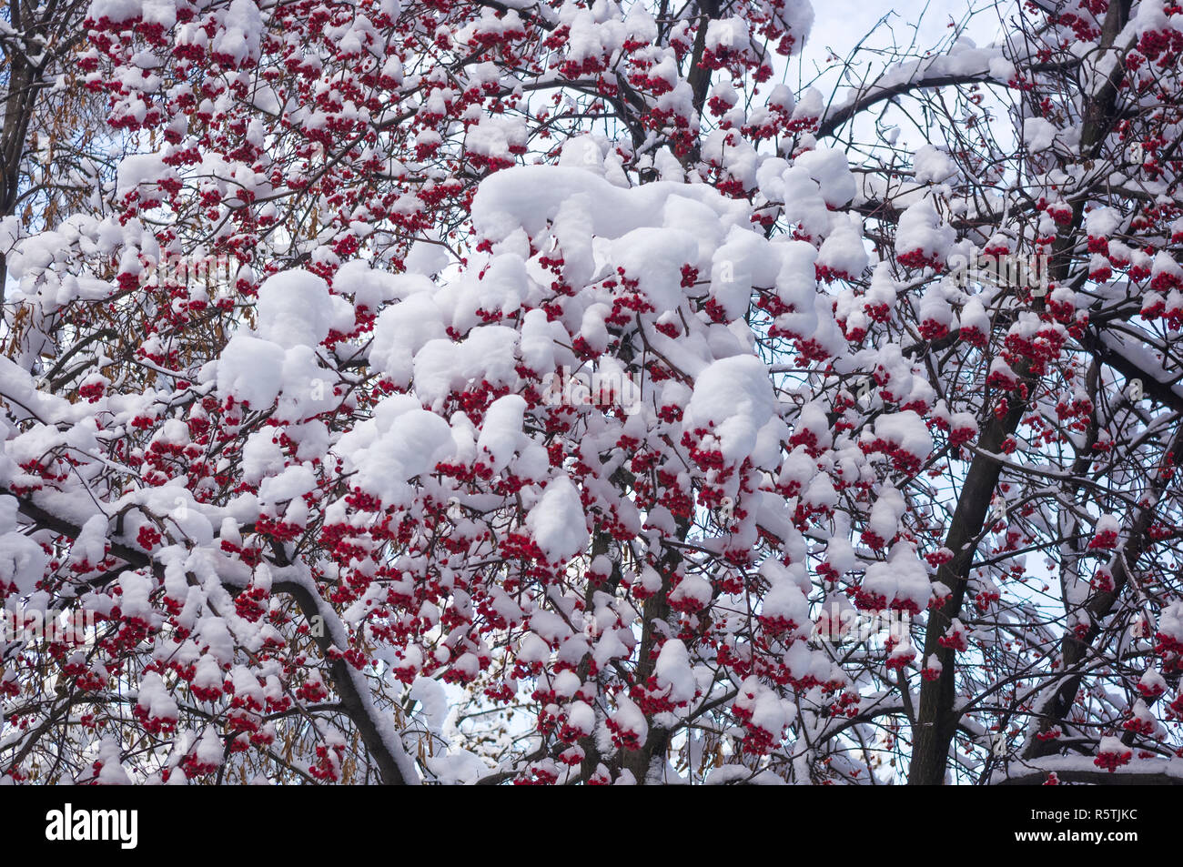 Rowan tree, mountain ash, with red berries in the snow, winter ...