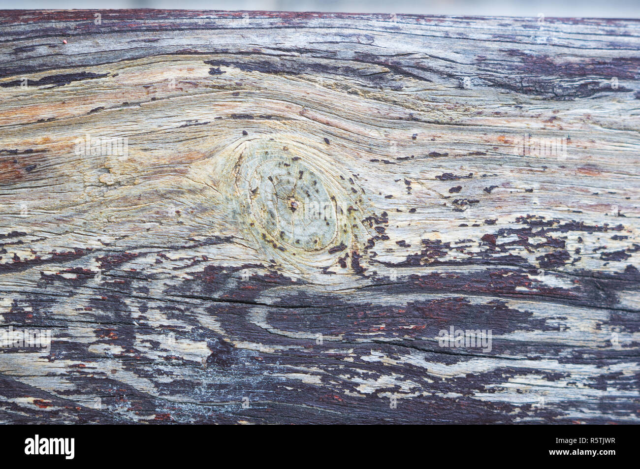 the texture of the painted shabby wooden benches made of boards, close ...