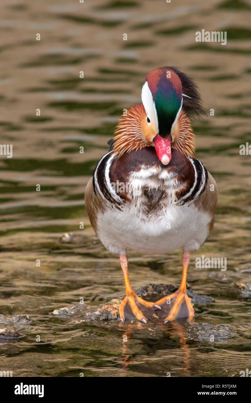 Beautiful male duck hi-res stock photography and images - Alamy