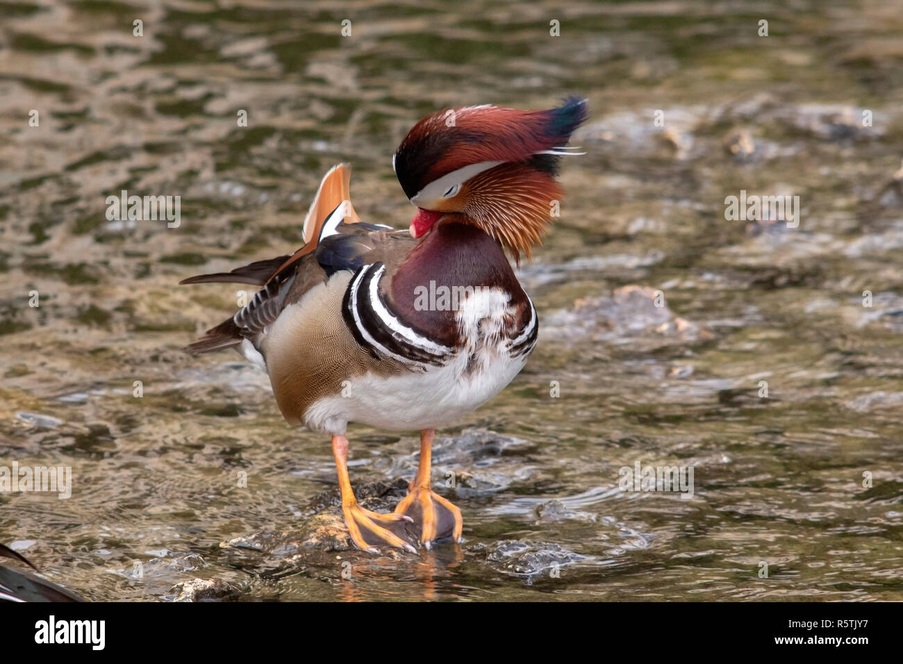 Beautiful male duck hi-res stock photography and images - Alamy