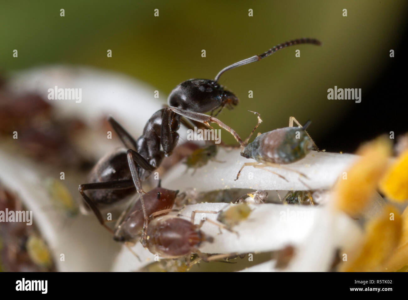 Red ants on aphids hi-res stock photography and images - Alamy
