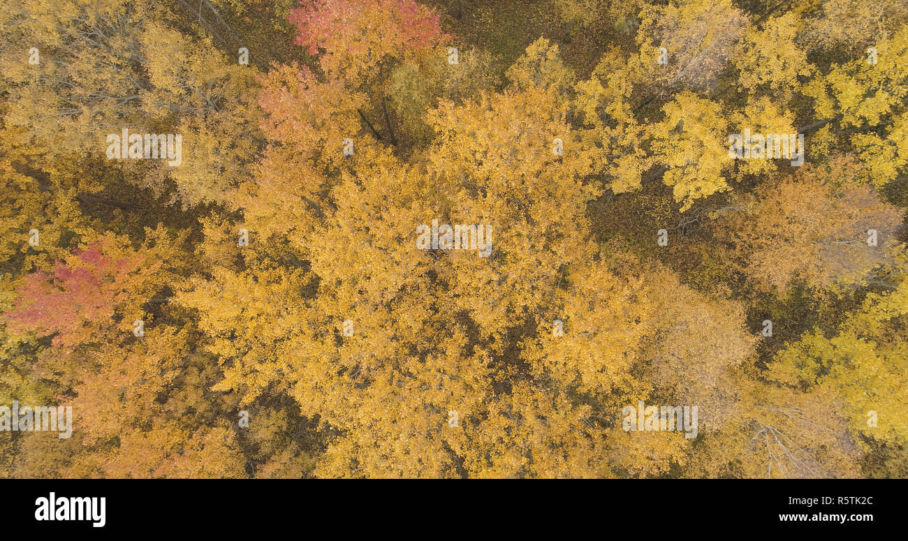 Aerial top view over yellow golden birch forest in autumn Stock Photo ...