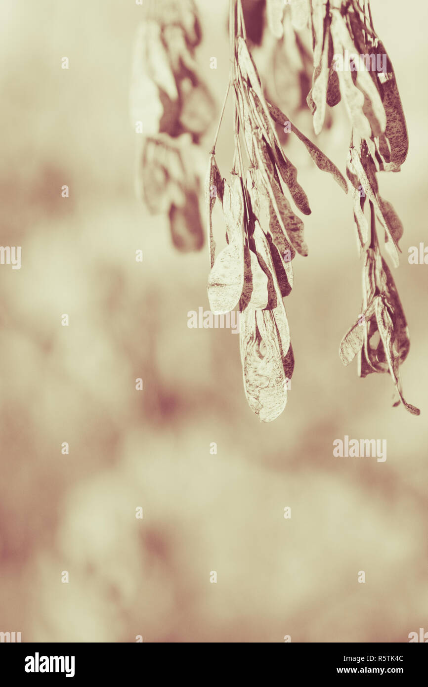 Montpellier maple tree hi-res stock photography and images - Alamy