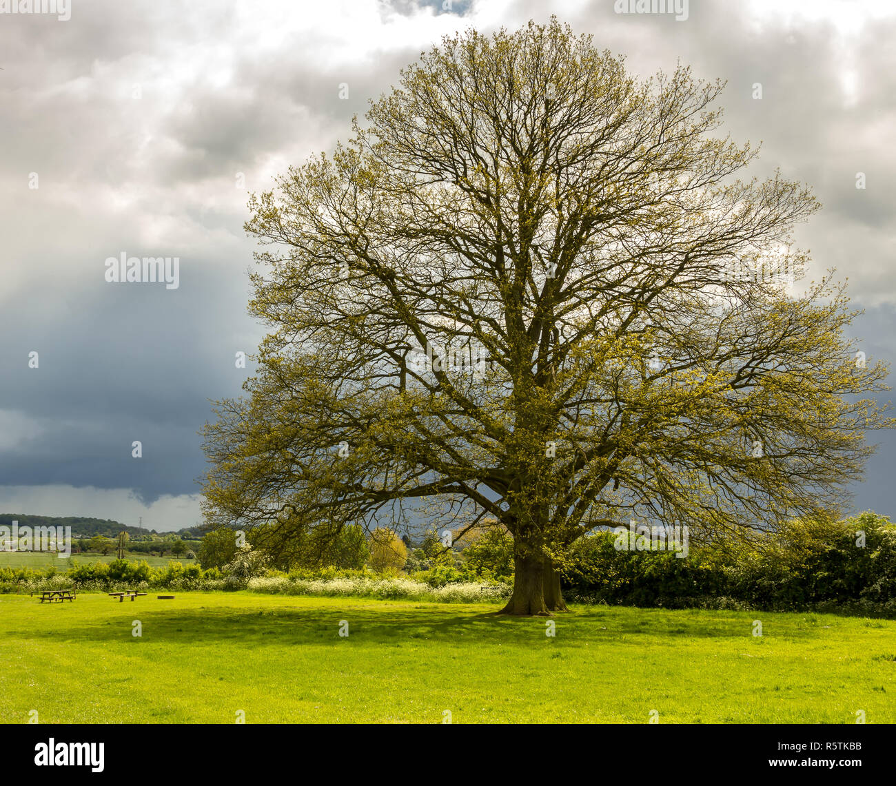 A single tree with park benches on the left Stock Photo - Alamy