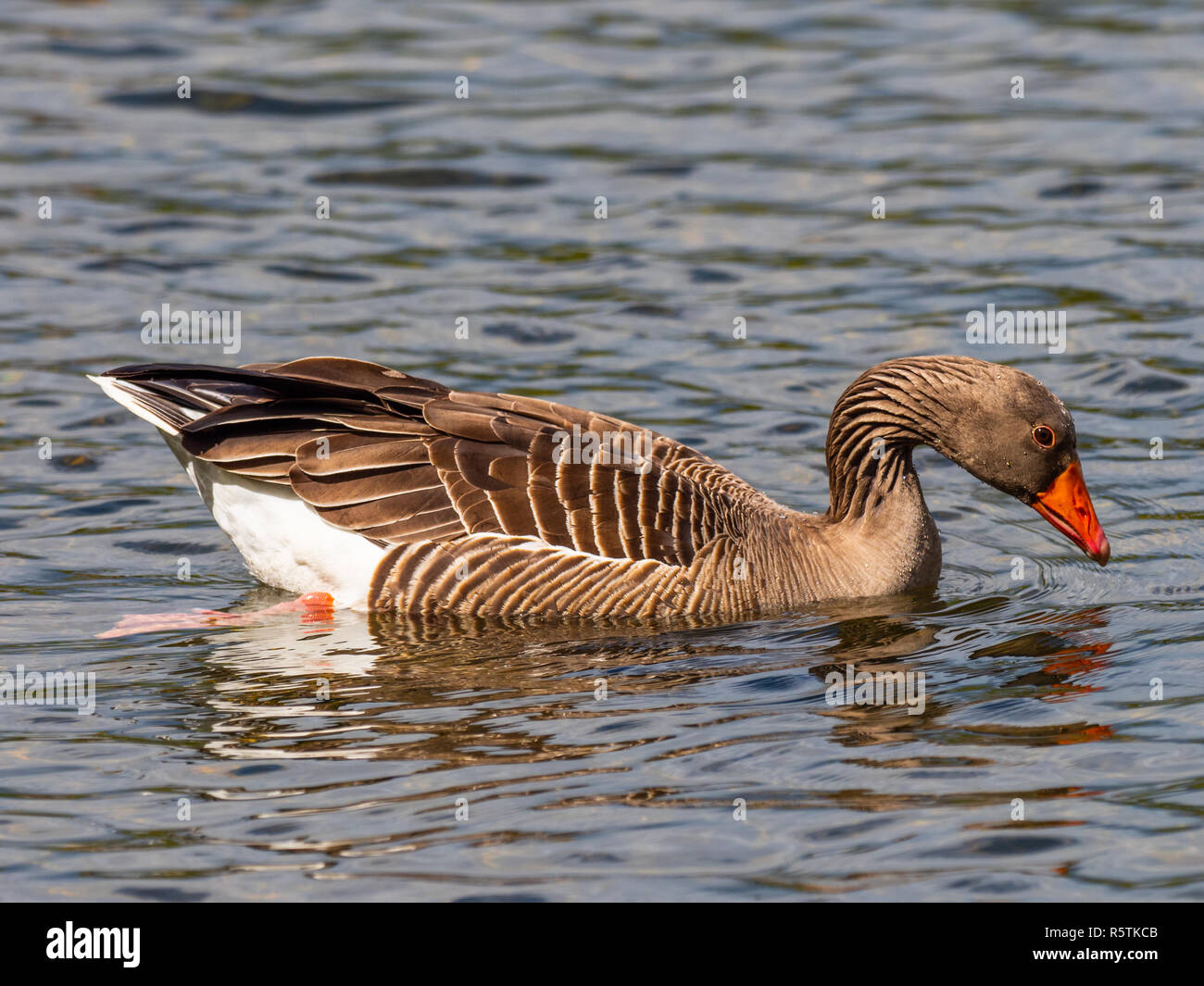 Greylag goose anser cleaning hi-res stock photography and images - Alamy