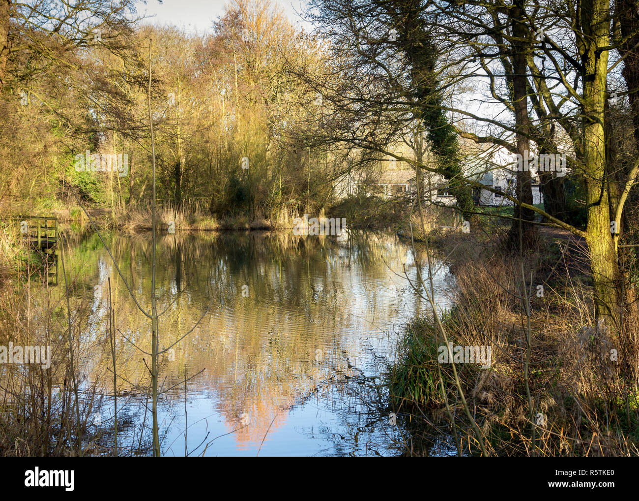 Peaceful woodland walk, just the sound of nature Stock Photo - Alamy