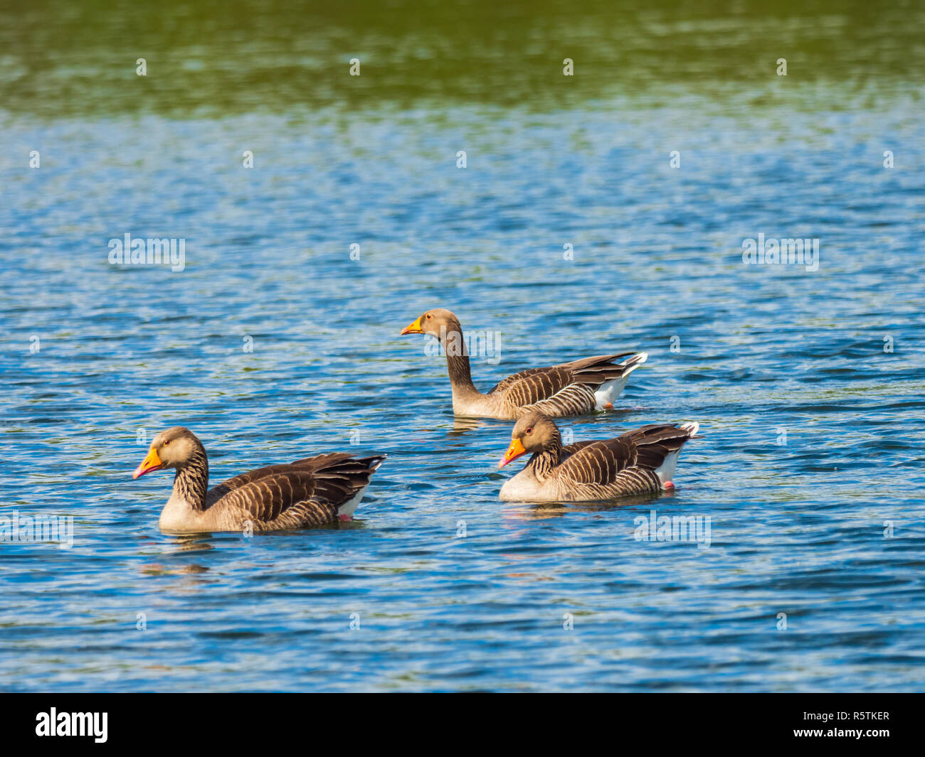 Three Greylag Geese (Anser anser) on Water Stock Photo - Alamy
