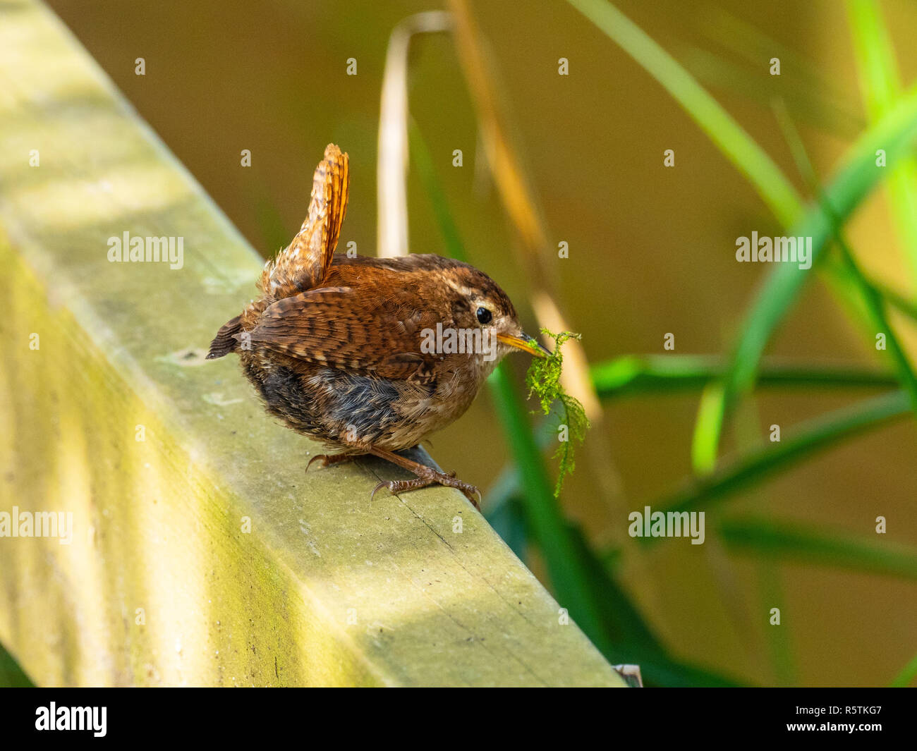 Wren close up beak hi-res stock photography and images - Alamy
