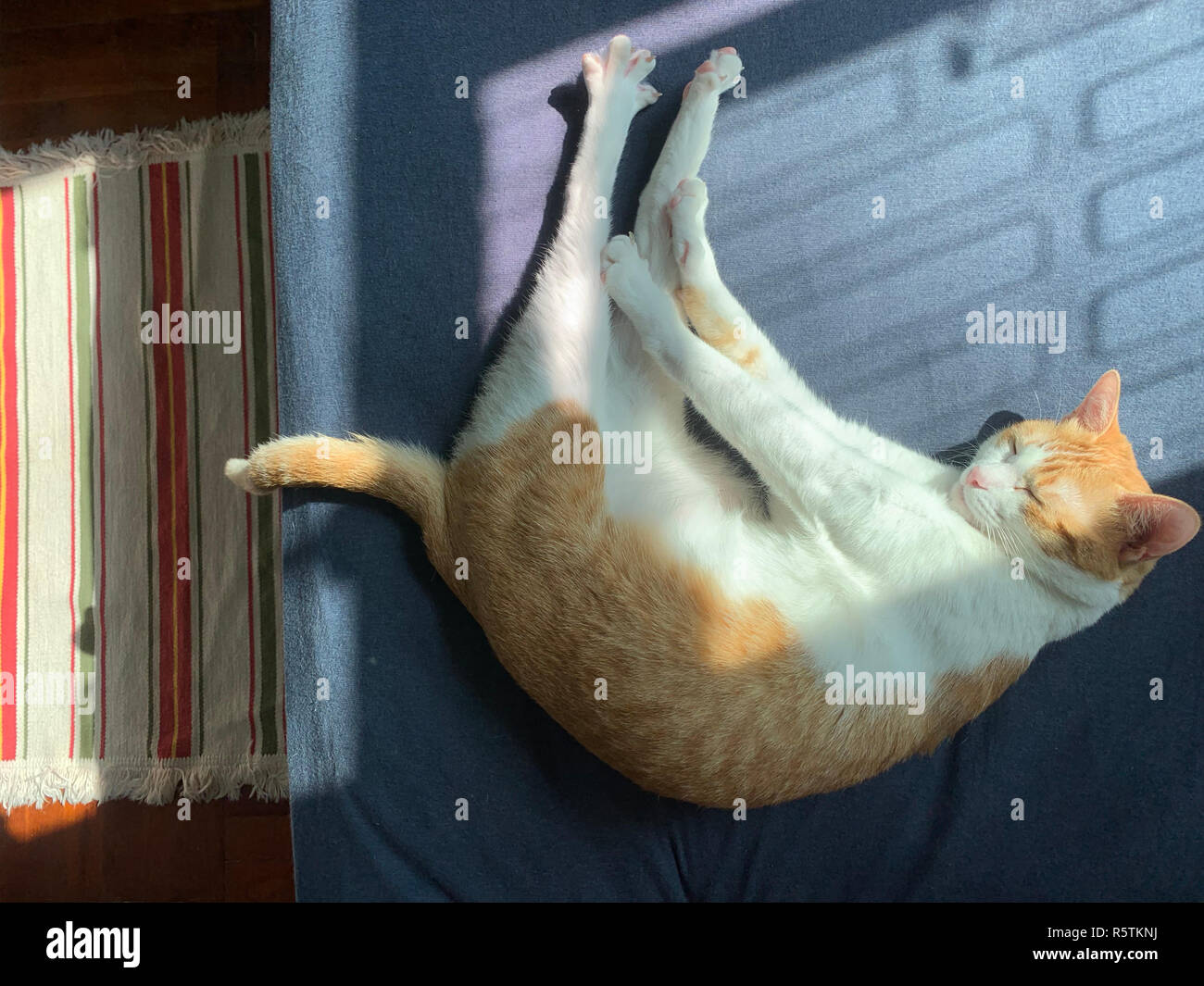 lazy cat in morning Stock Photo - Alamy