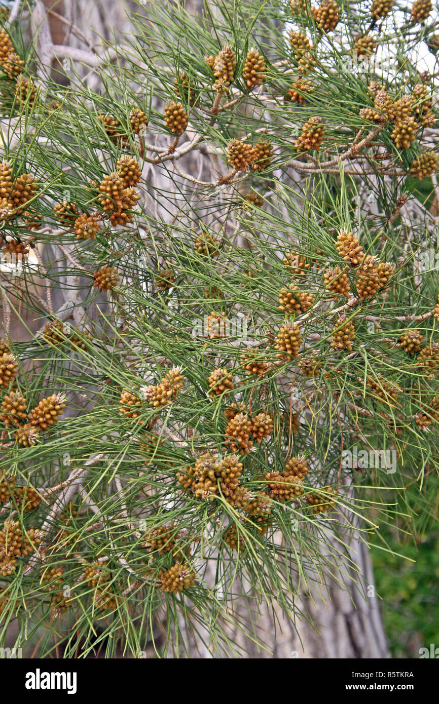 Pine tree needles cluster hi-res stock photography and images - Alamy