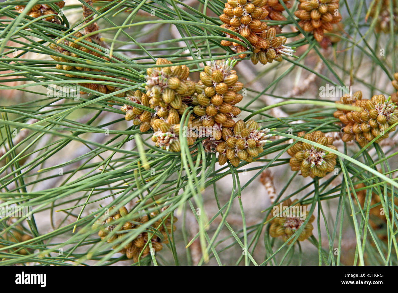 Baby pine cones hi-res stock photography and images - Alamy