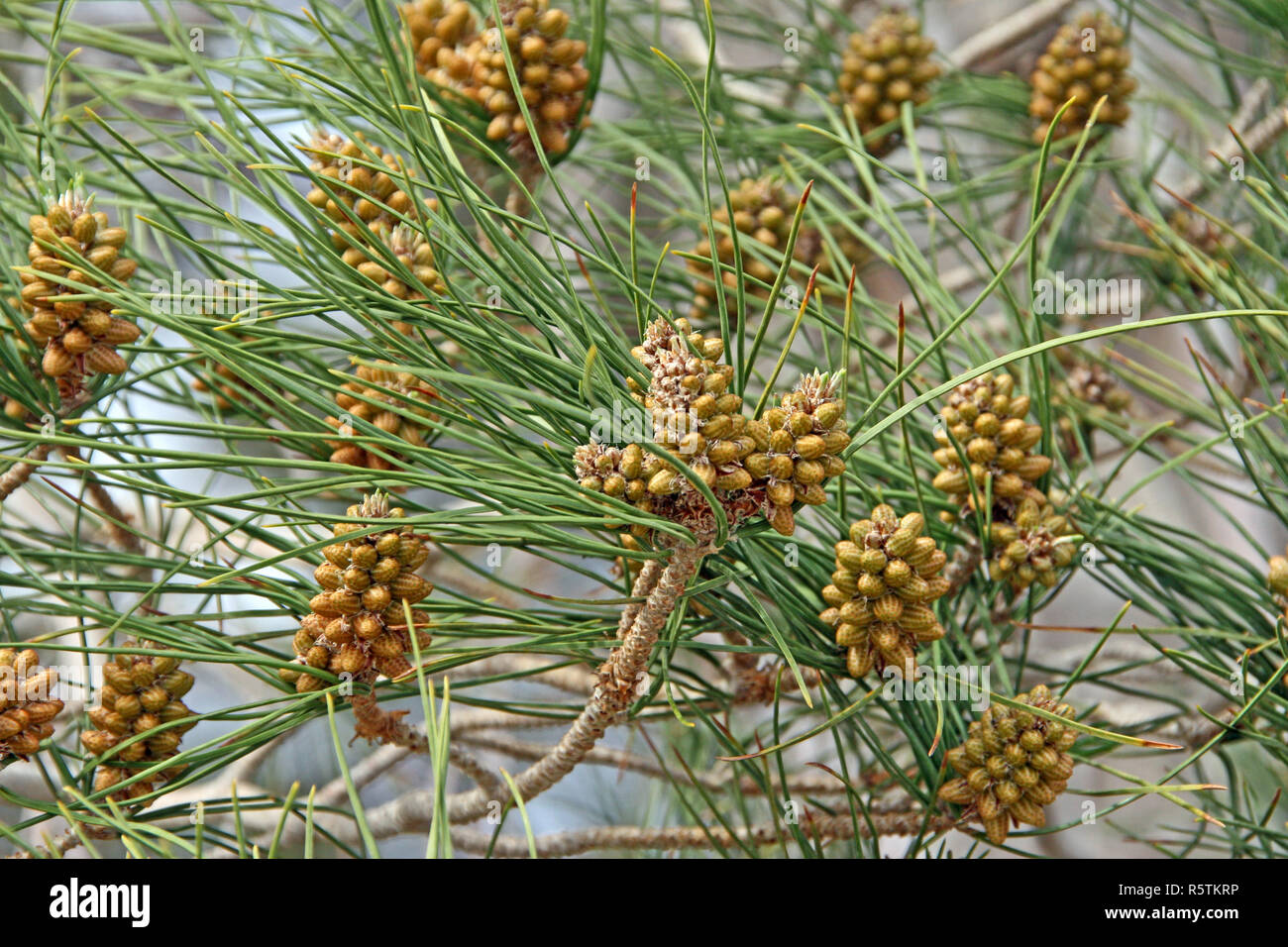 Baby Pine Cones II Stock Photo - Alamy