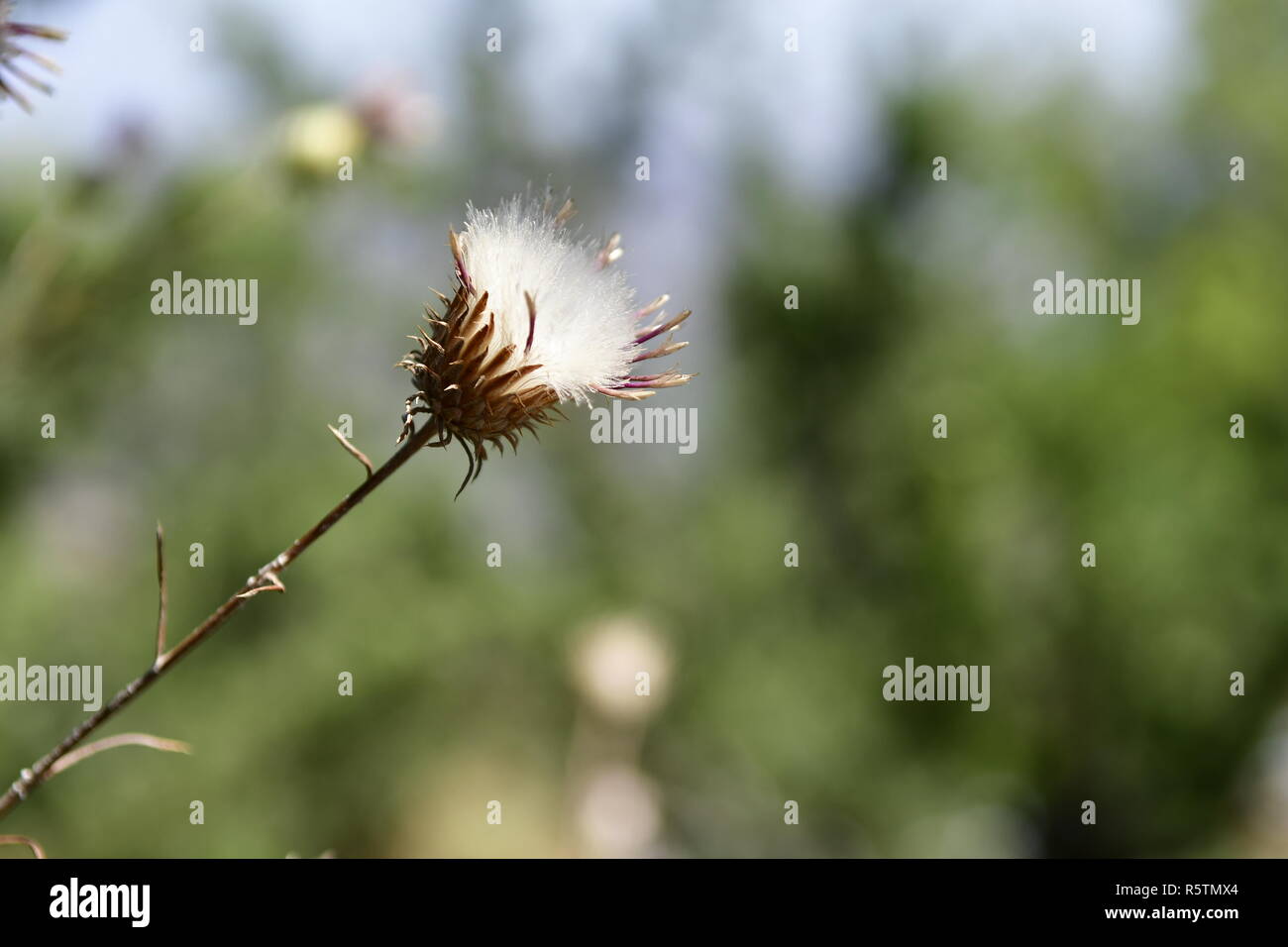 Wild flowers and Thistle on the mountains of Cyprus Stock Photo - Alamy