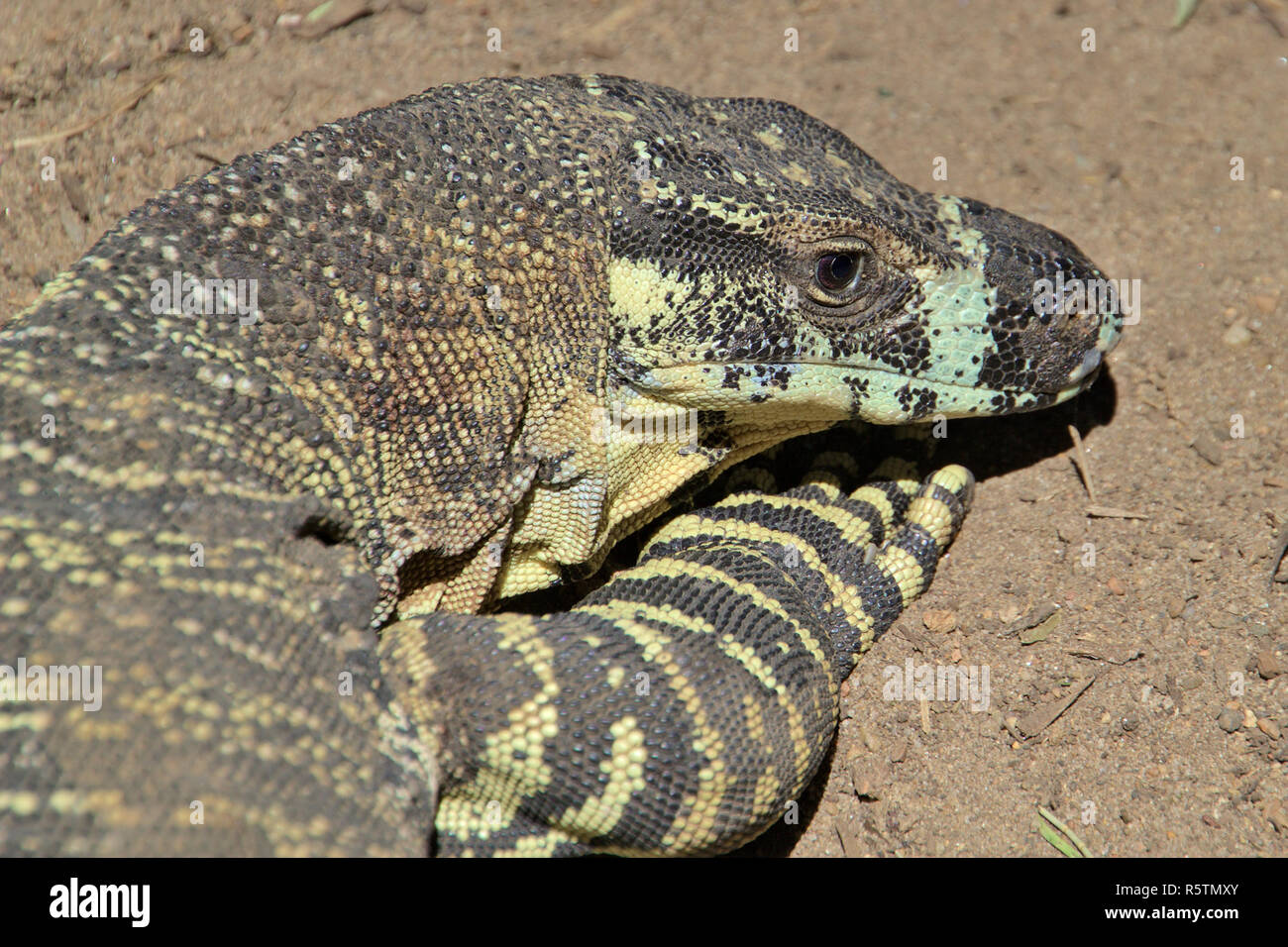 Australian goanna hi-res stock photography and images - Alamy