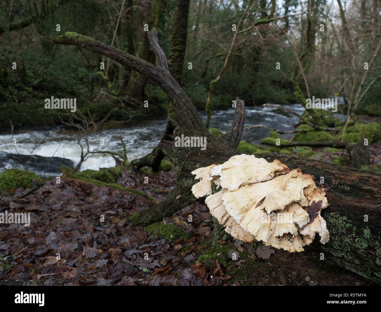 Chicken or Hen of the wood fungus Stock Photo - Alamy