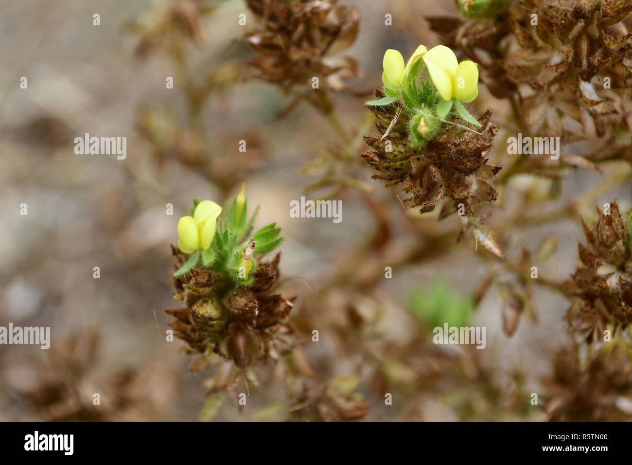 Wild flowers and Thistle on the mountains of Cyprus Stock Photo - Alamy