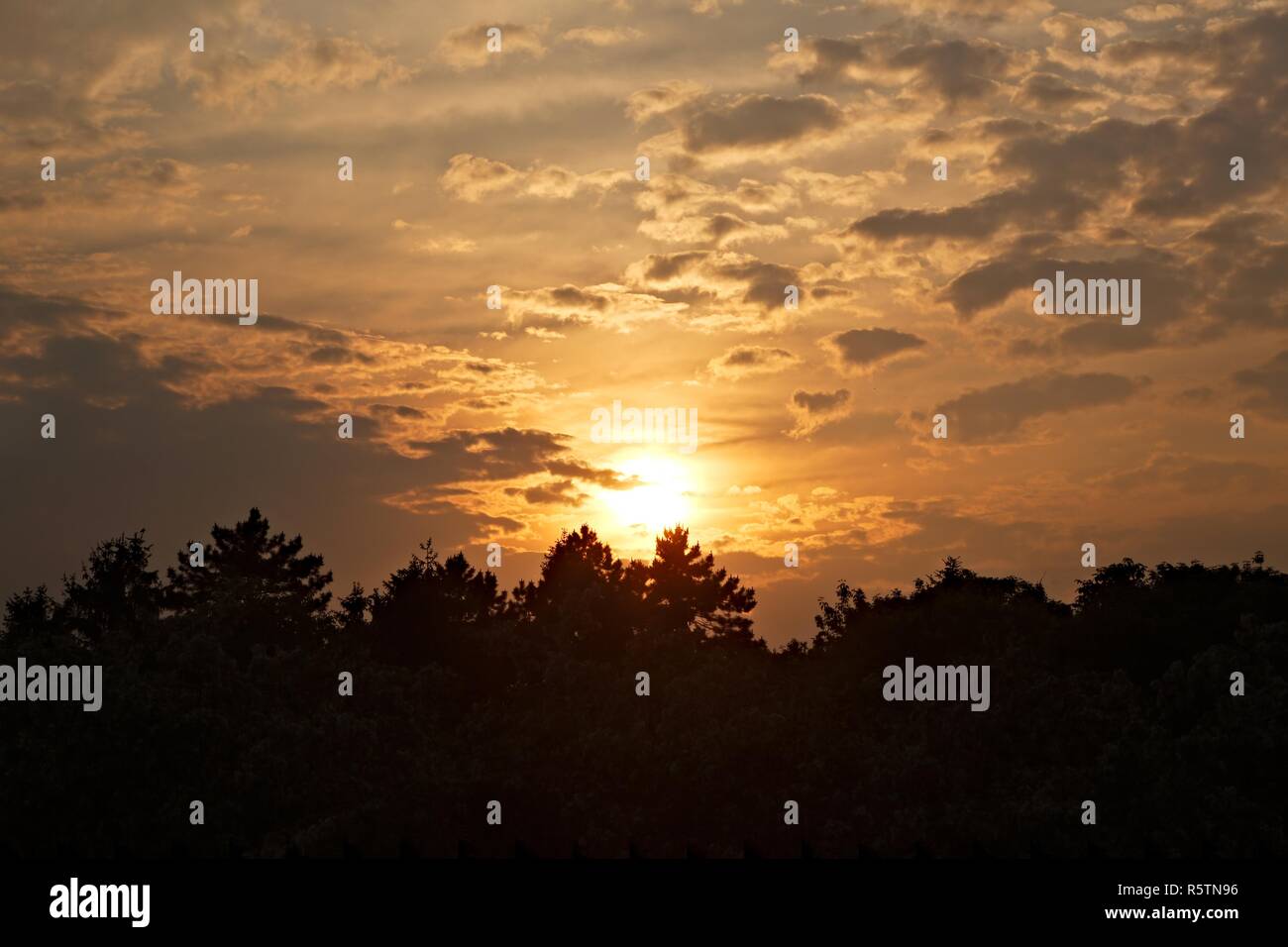 Sunset over trees Stock Photo - Alamy