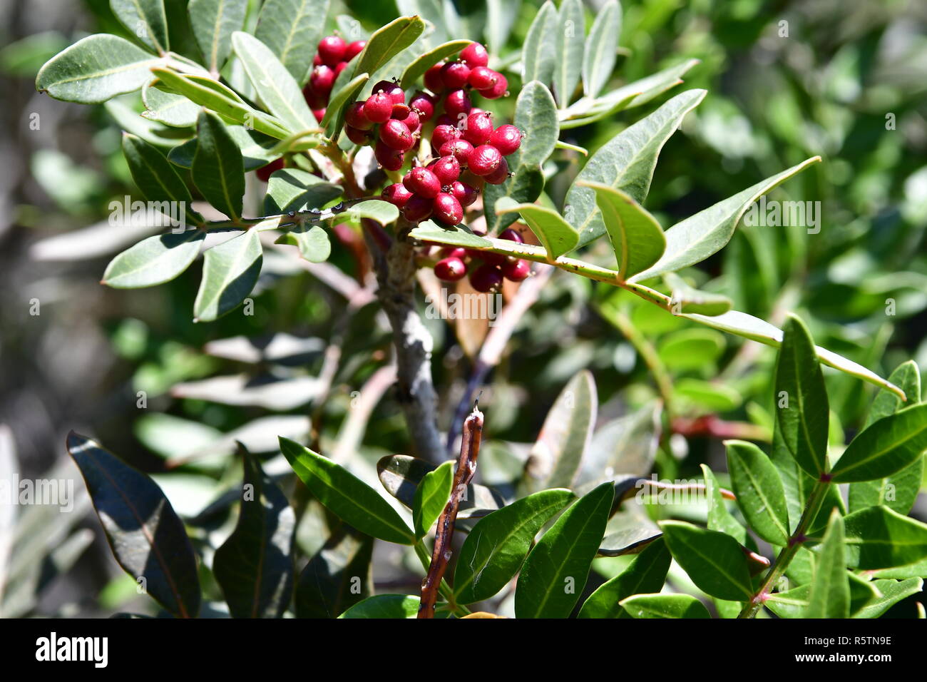 Wild flowers and Thistle on the mountains of Cyprus Stock Photo - Alamy