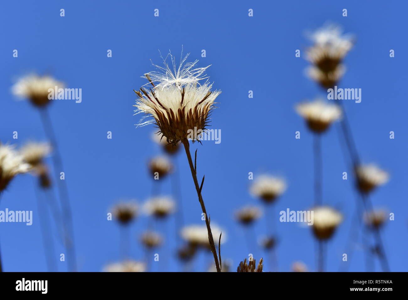 Wild flowers and Thistle on the mountains of Cyprus Stock Photo - Alamy