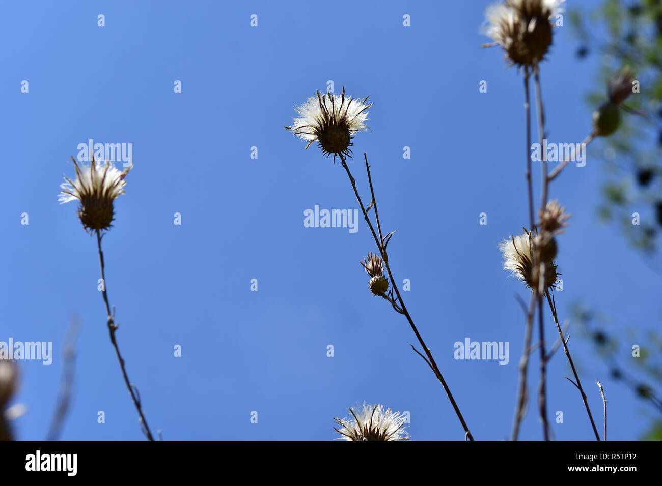 Wild flowers and Thistle on the mountains of Cyprus Stock Photo - Alamy