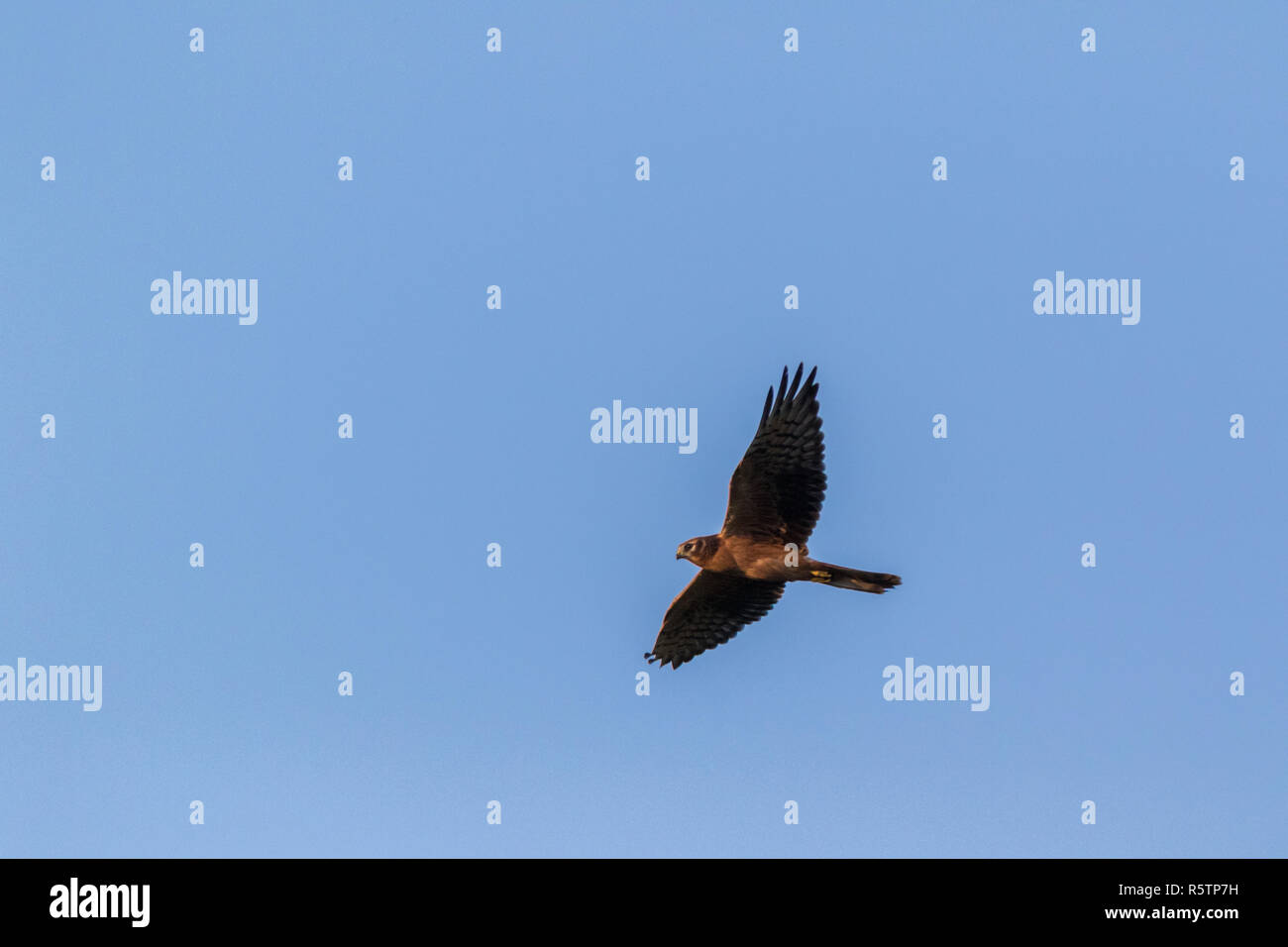 Montagu's Harrier (Circus pygargus). young Stock Photo - Alamy