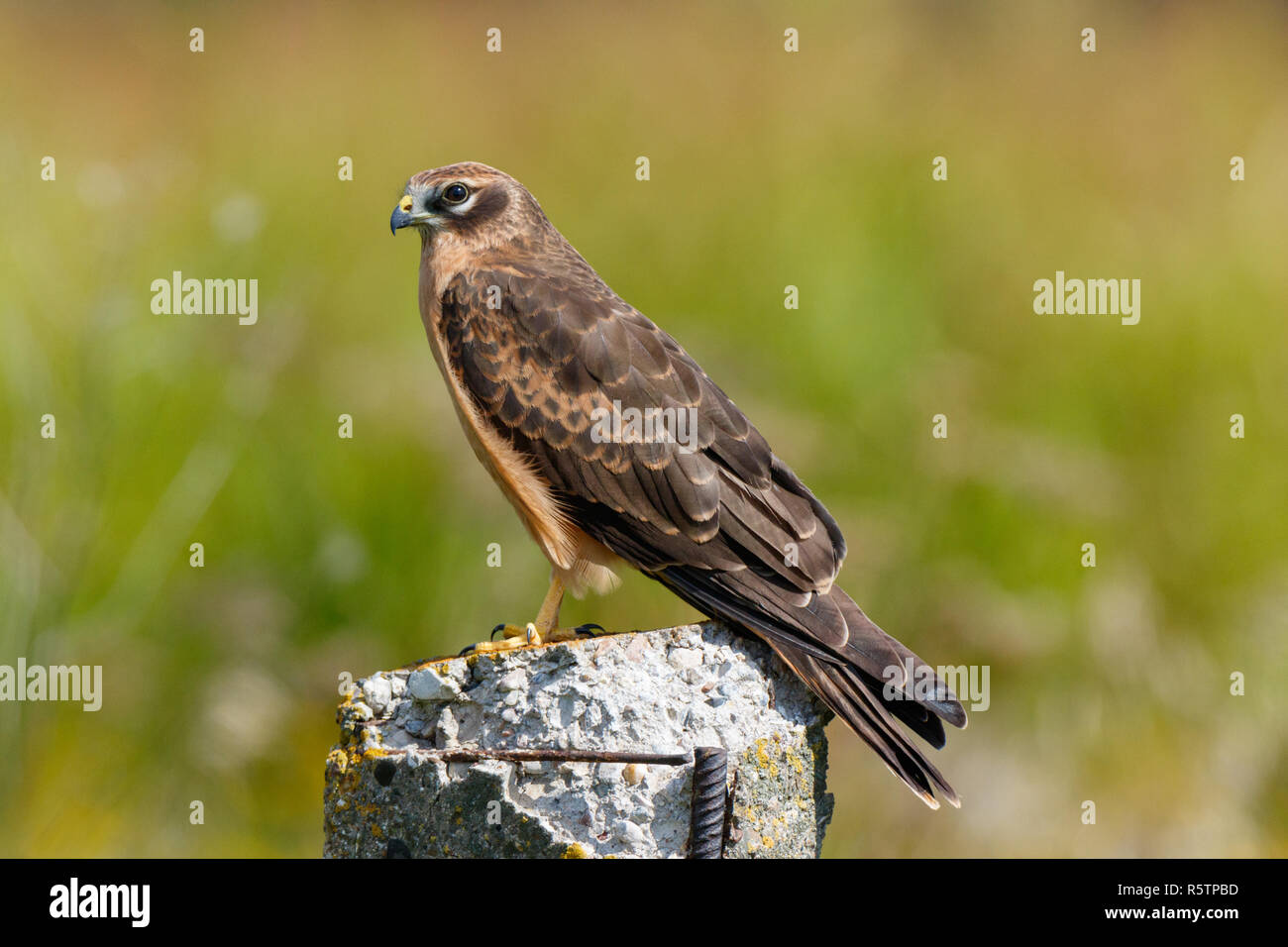 Montagu's Harrier (Circus pygargus). young Stock Photo - Alamy