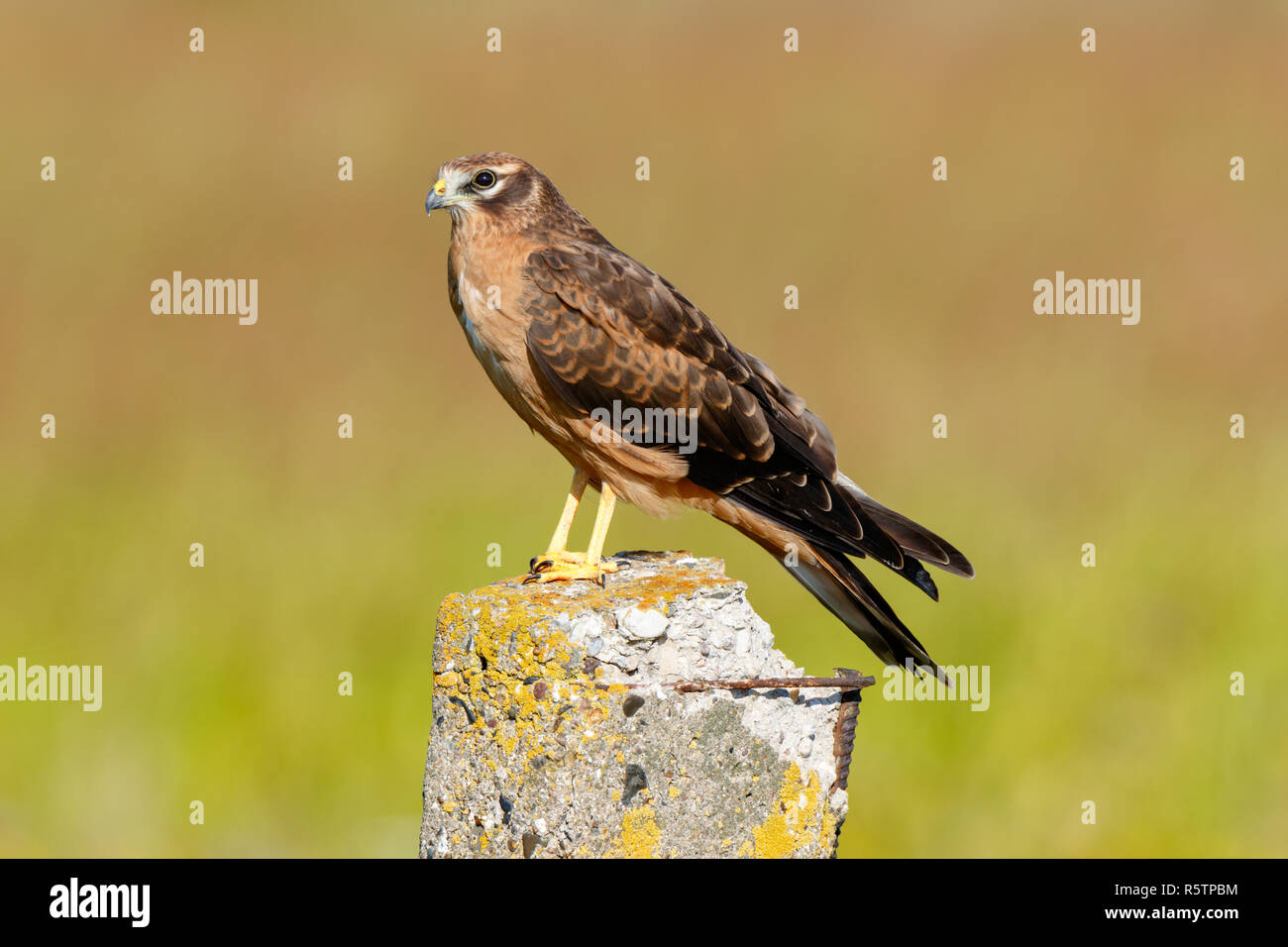 Montagu's Harrier (Circus pygargus). young Stock Photo - Alamy