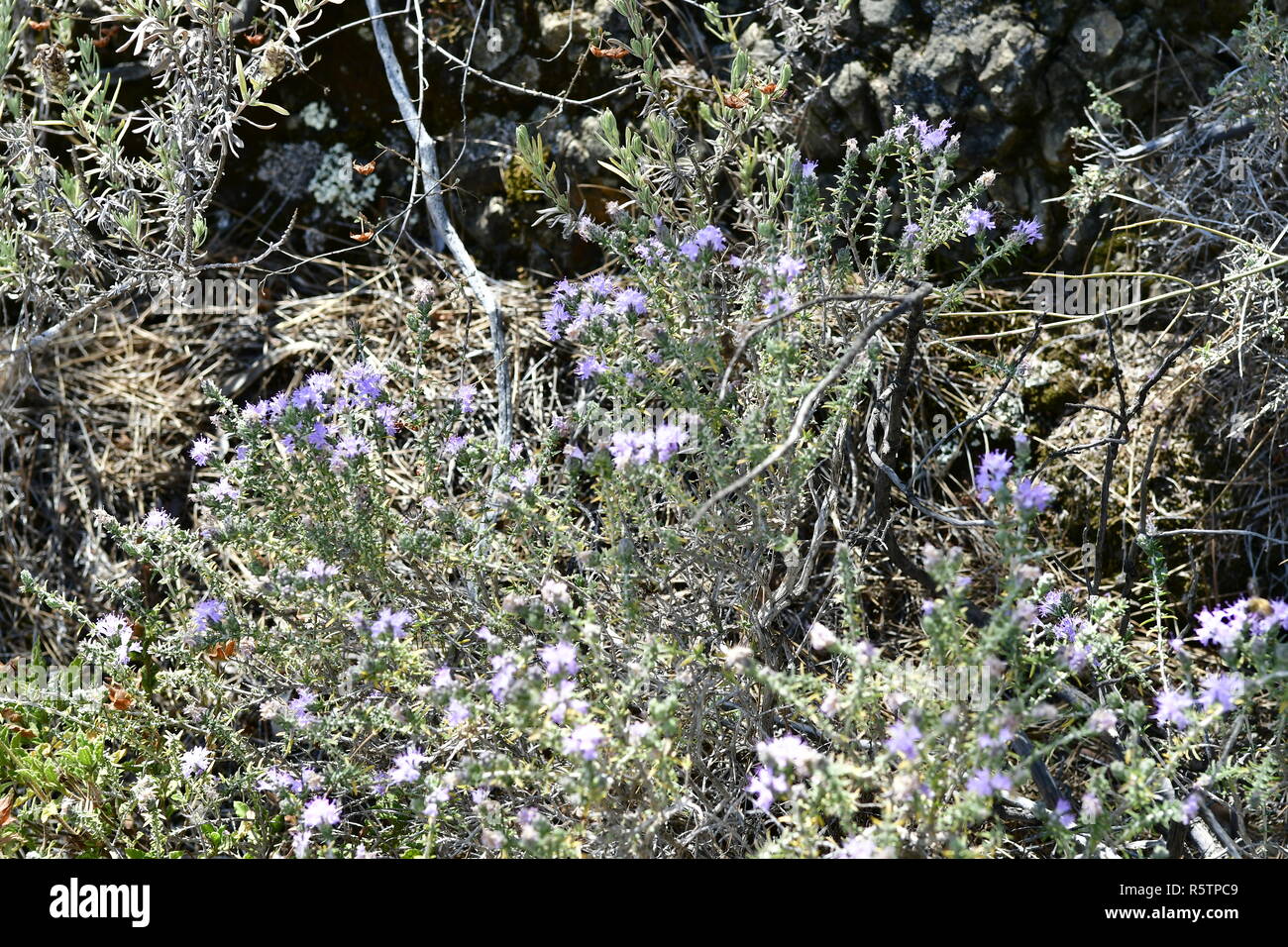 Wild flowers and Thistle on the mountains of Cyprus Stock Photo - Alamy