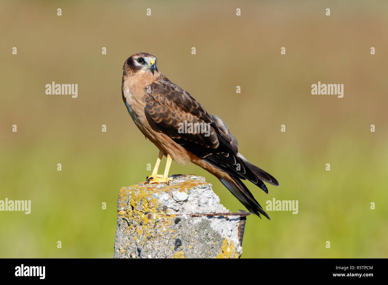 Montagu's Harrier (Circus pygargus). young Stock Photo - Alamy