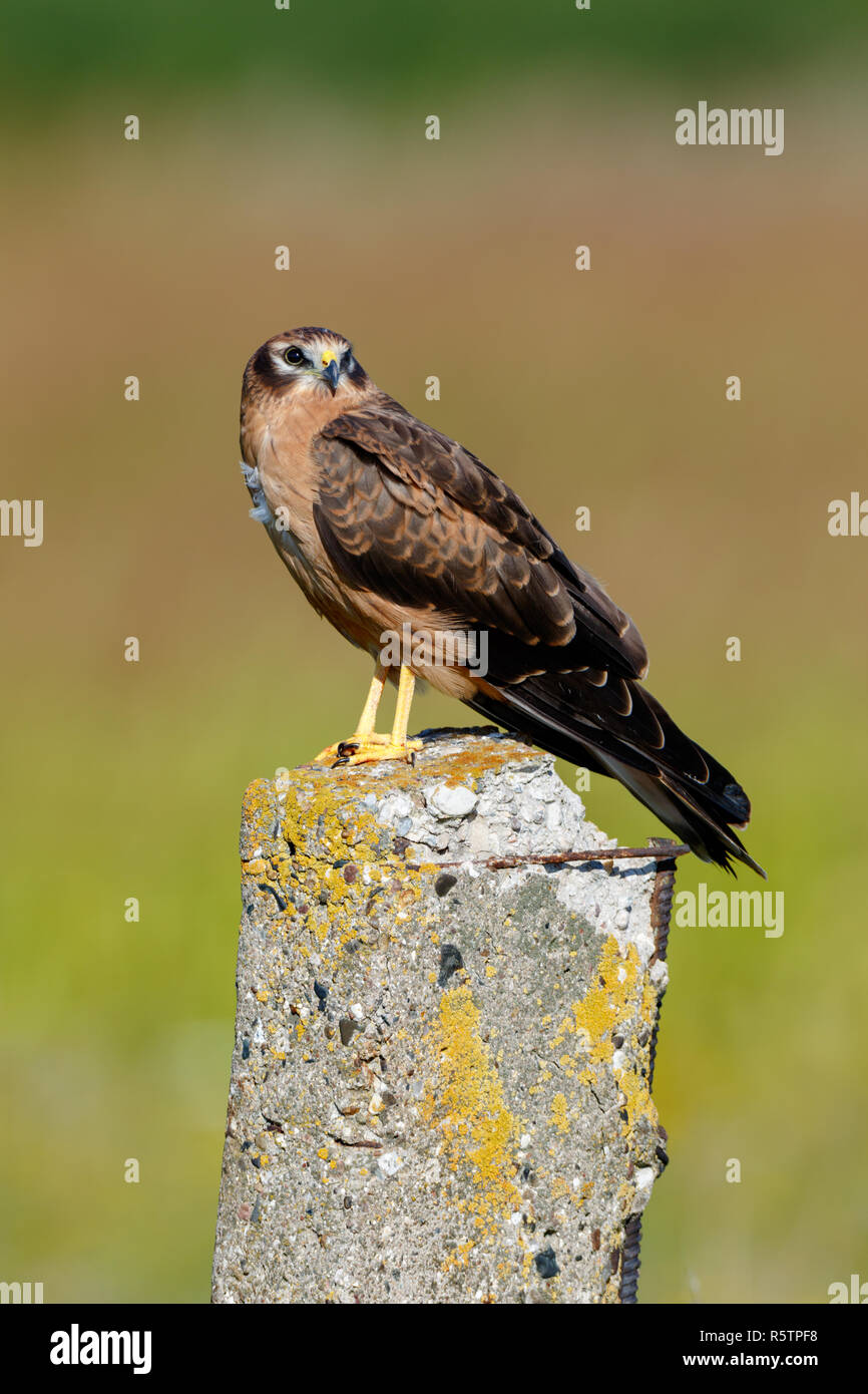 Montagu's Harrier (Circus pygargus). young Stock Photo - Alamy
