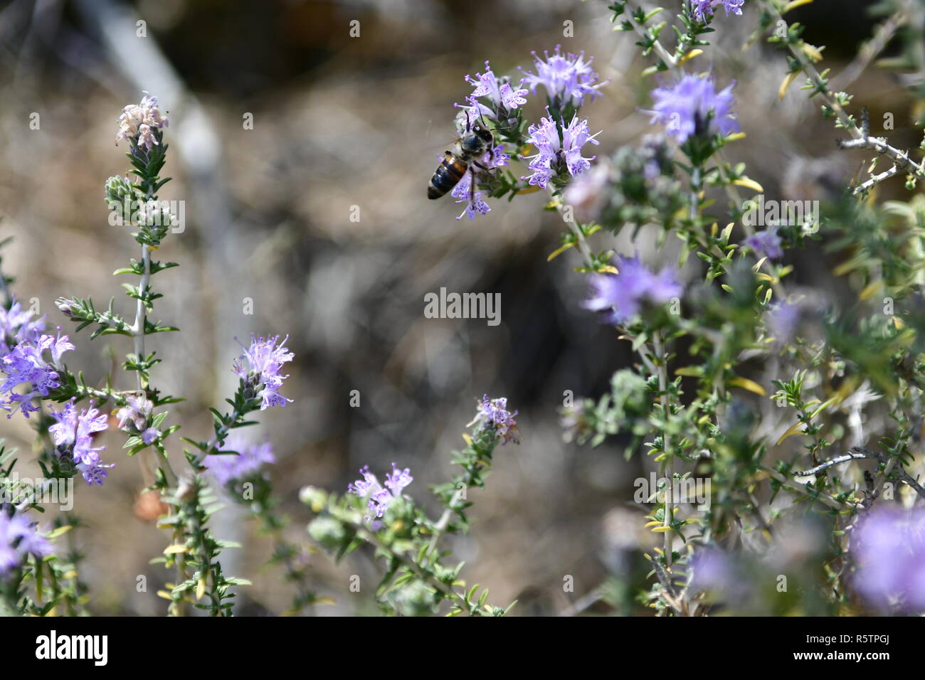 Wild flowers and Thistle on the mountains of Cyprus Stock Photo - Alamy