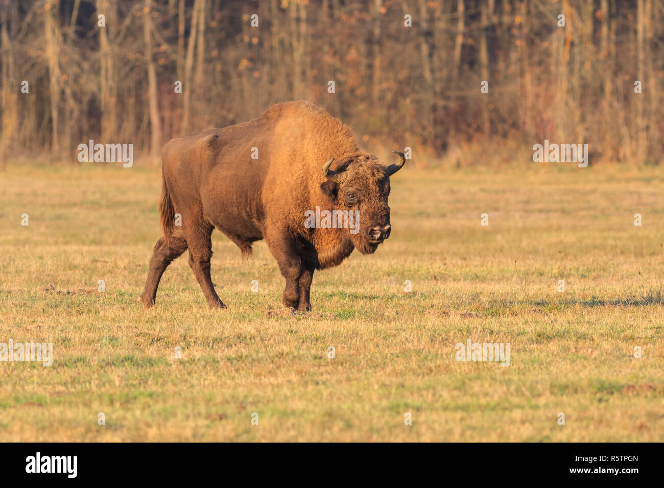 Bison perspective hi-res stock photography and images - Alamy