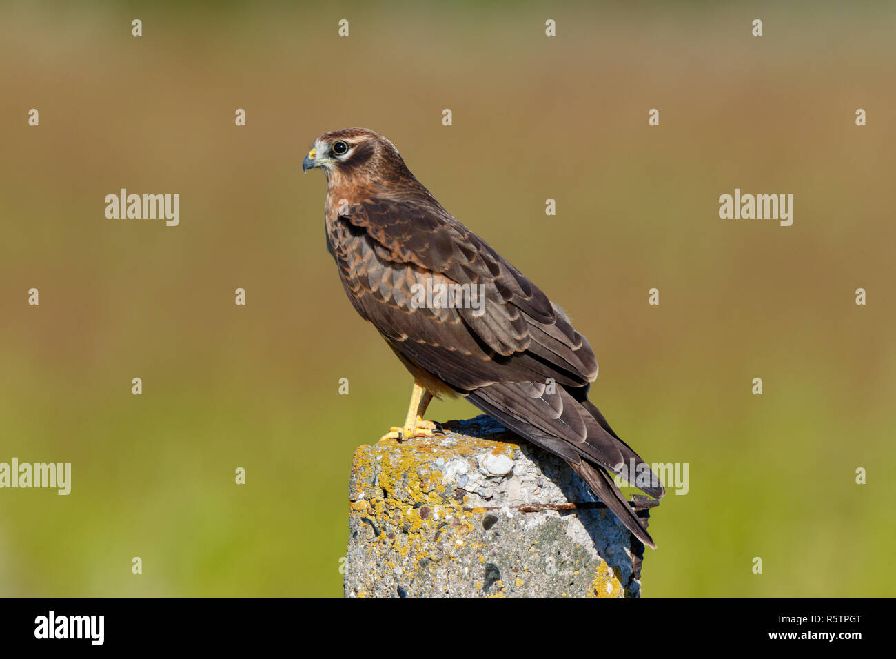 Montagu's Harrier (Circus pygargus). young Stock Photo - Alamy